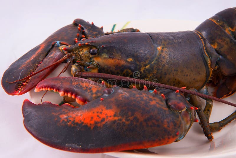 Lobster Isolated on Background. Stock Image - Image of life, diet: 64598617