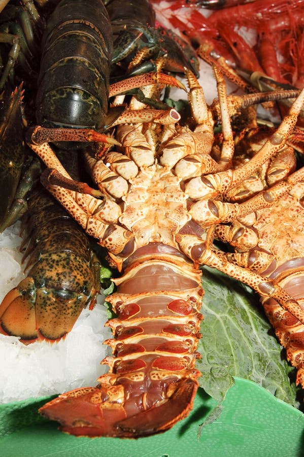 Lobsters stock image. Image of shellfish, fresh, lobster - 12239909