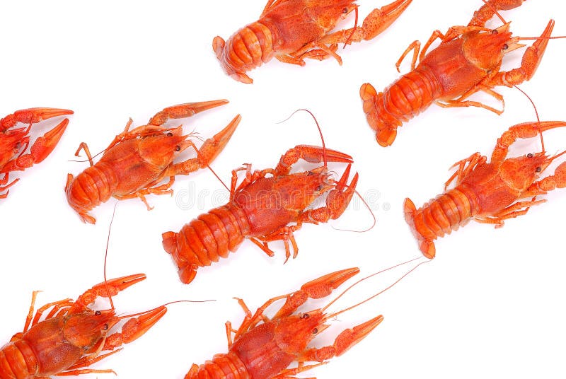 Background from lobsters stock image. Image of fresh - 12109221