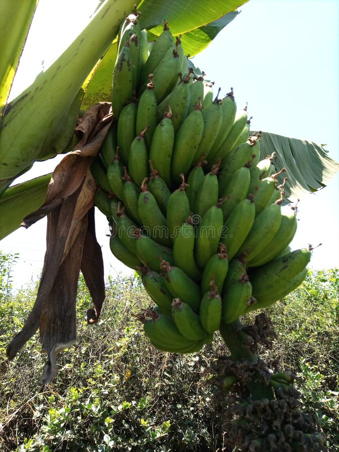 Local Banana breeds stock image. Image of vegetable - 210155379