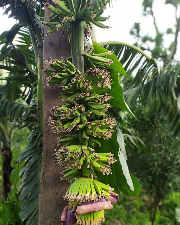 Local Banana breeds stock image. Image of vegetable - 210155379