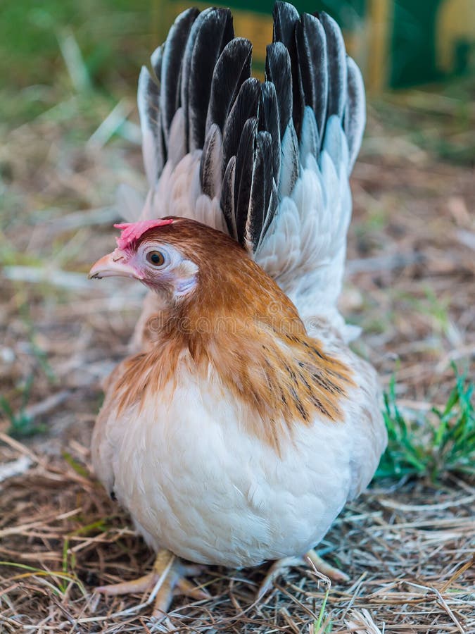 Local Breed Bantam in Thailand Stock Image - Image of agriculture ...