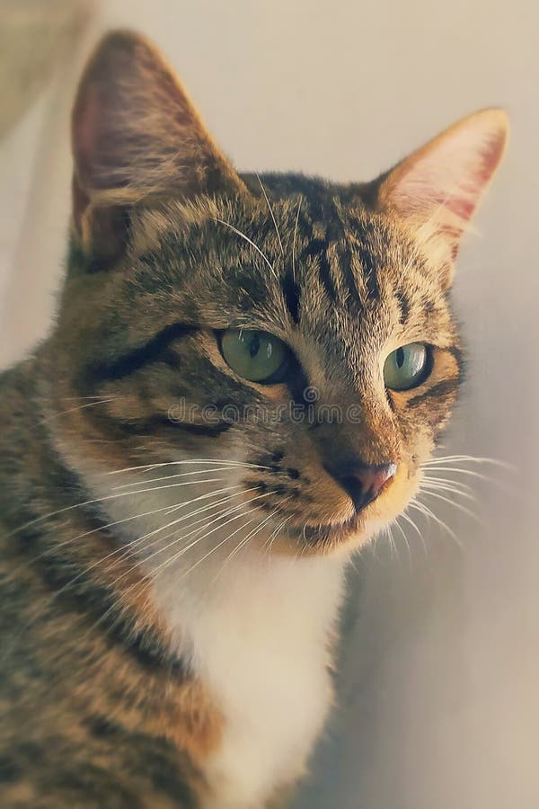 Local Breed Cat that Looks Dashing Stock Photo - Image of dashing ...