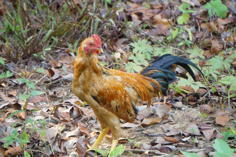 Local breed chicken stock photo. Image of rooster, grass - 293426002