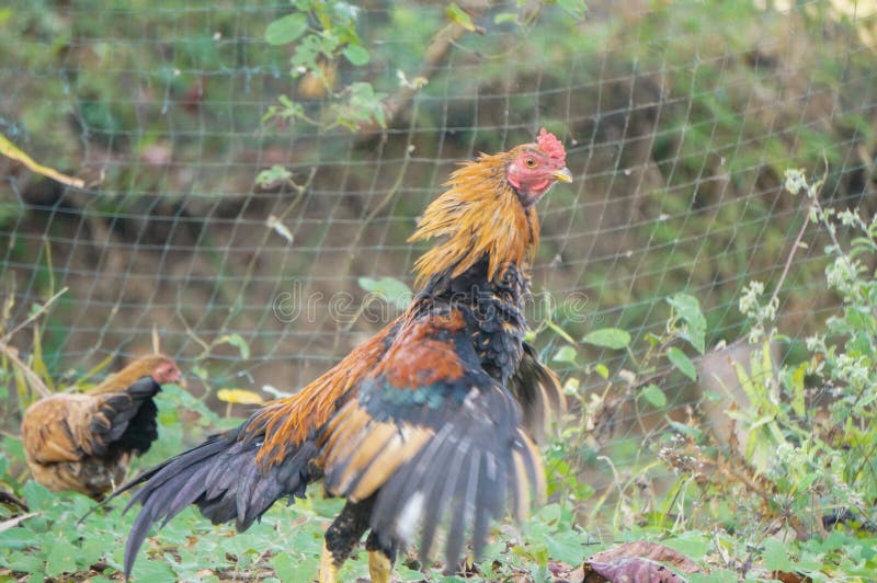 Local breed chicken stock image. Image of feather, beak - 293426017