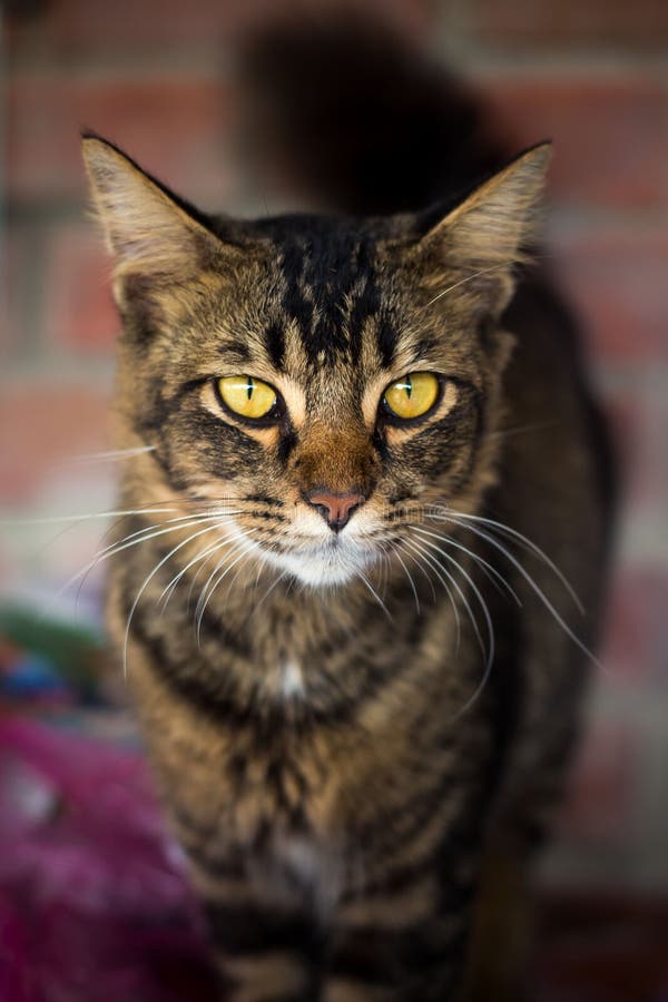 Local Breed Domestic Cat Looking at the Camera. Stock Image - Image of ...