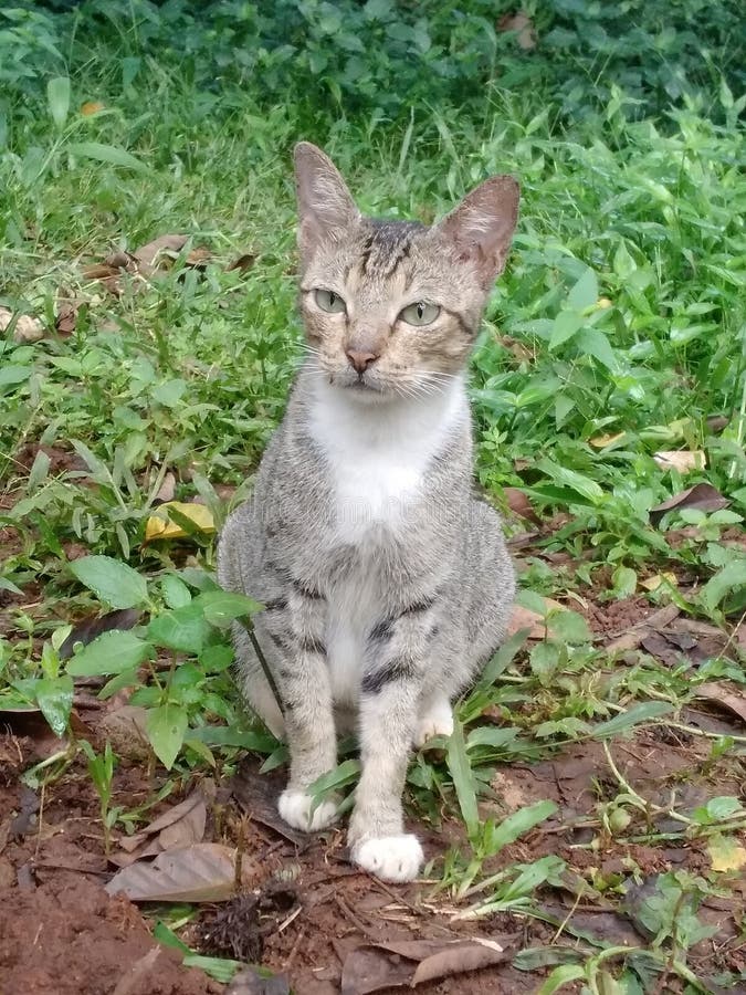 Local cat in the garden stock photo. Image of kitty - 244639544