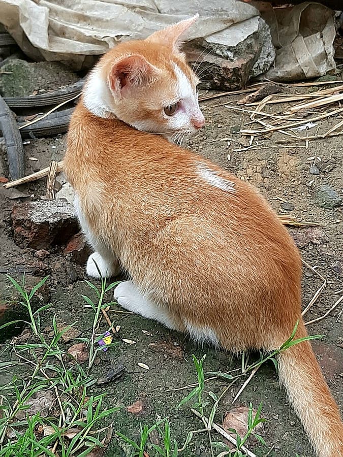 Local Cat from Indonesia that Have Orange Color Stock Photo - Image of ...