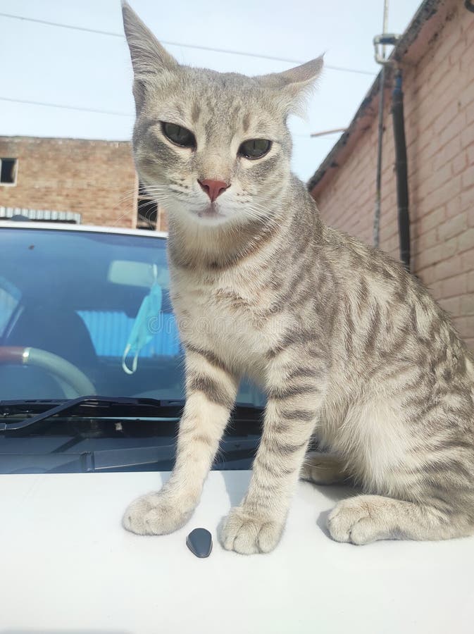 Local cat in kashmir stock image. Image of nose, snout - 219738901
