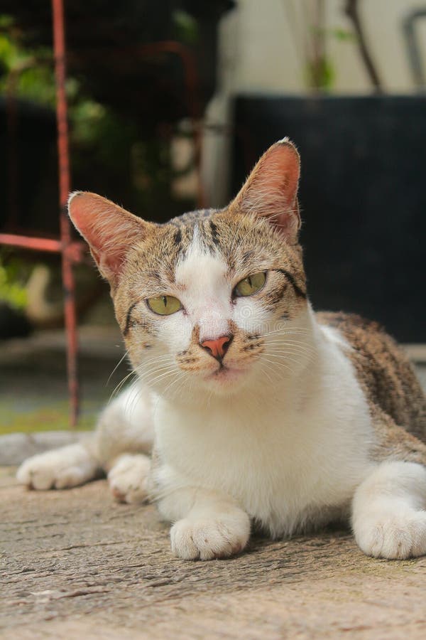 Local Cat Looking at Camera Stock Photo - Image of skin, nose: 245844506