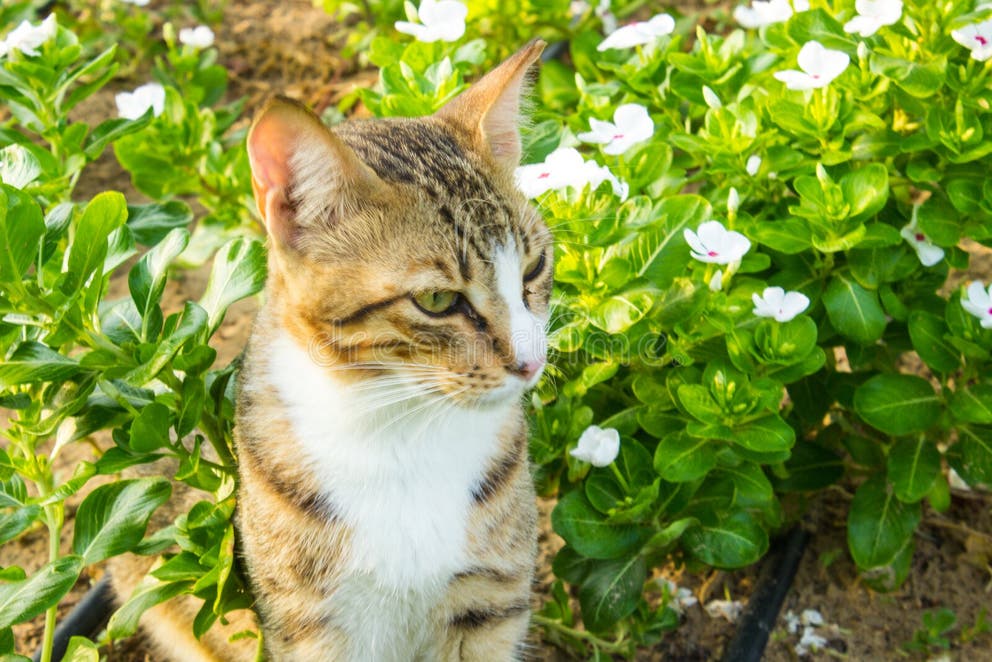 Local Cat Looking at Somewhere Else. Stock Image - Image of looking ...