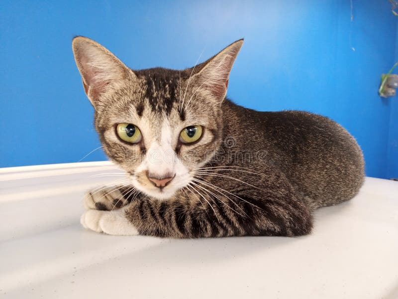 The Local Cat is Lying on the Roof of the Car Stock Image - Image of ...
