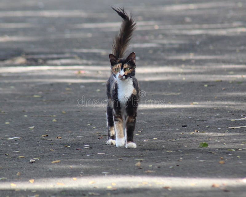 Local cat on the road stock photo. Image of cute, road - 377016884