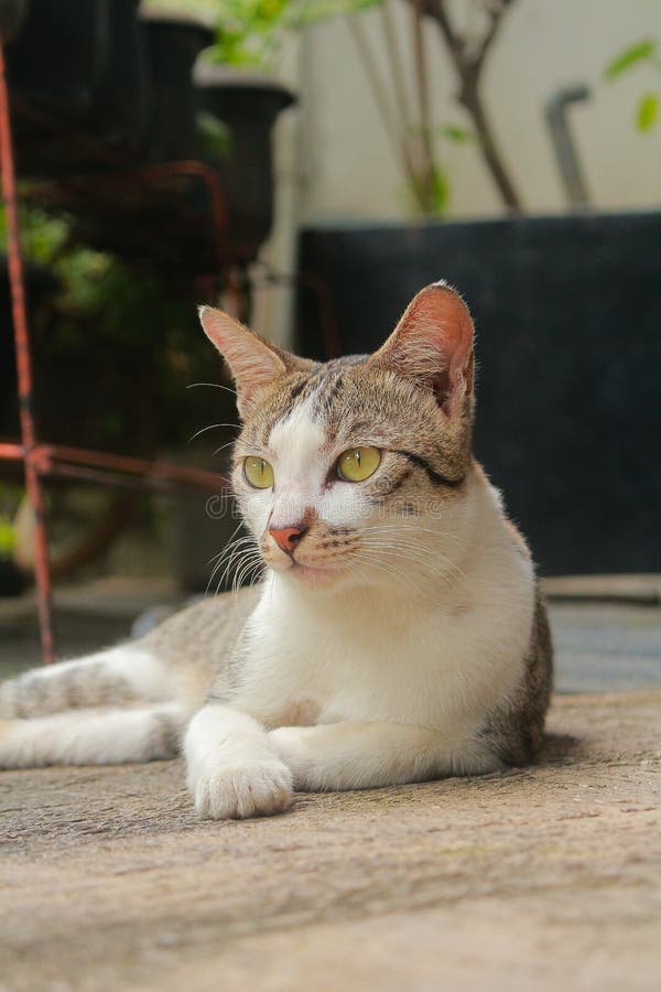 Local Cat in Style in the Photo Stock Photo - Image of whiskers, mammal ...