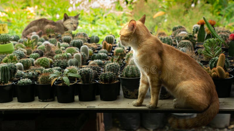 Local Cat and the Visiting Cat Sat on the Cactus Table Stock Image ...