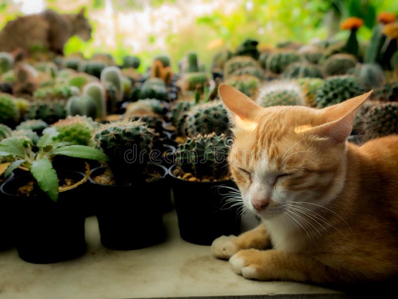 Local Cat and the Visiting Cat Sat on the Cactus Table Stock Photo ...