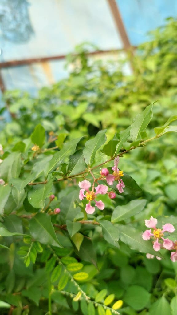Local Cherry Blossoms from Indonesia Stock Image - Image of blossoms ...