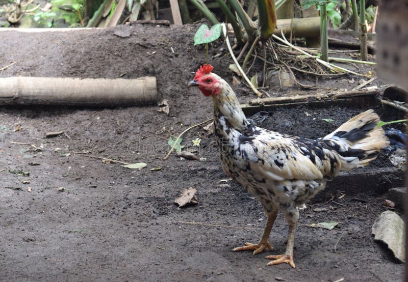 Local Chickens from Indonesia that are Raised Naturally and Freely ...