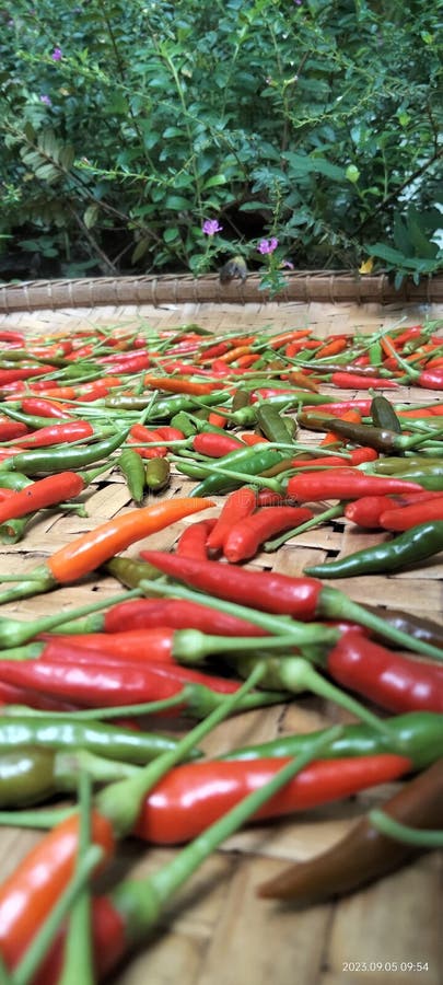 Local Chili and Spicy stock photo. Image of food, spicy - 289413406