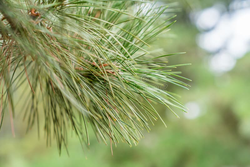 Local Close-up of Pine and Cypress Br Stock Image - Image of leaf ...