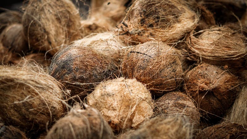 Local Coconut in Traditional Markets Stock Image - Image of agriculture ...