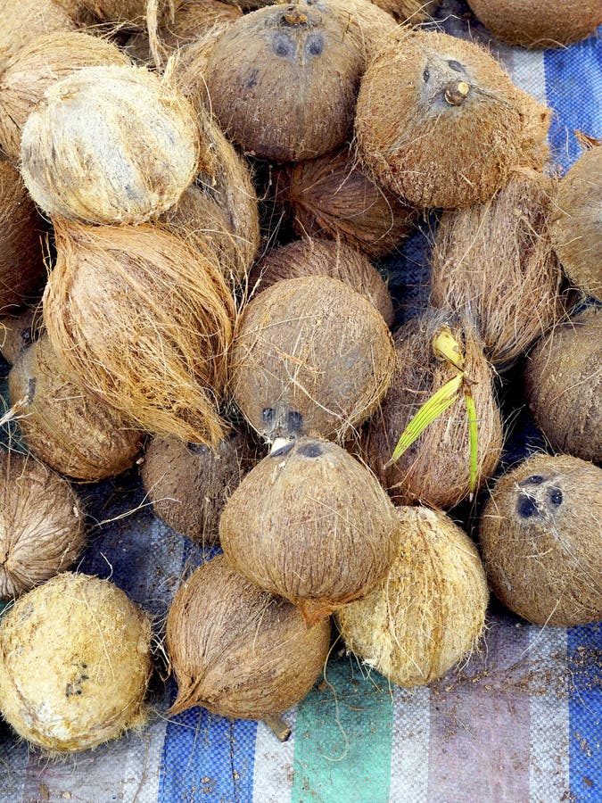 Local Coconuts Display on Canvas Stock Image - Image of agriculture ...