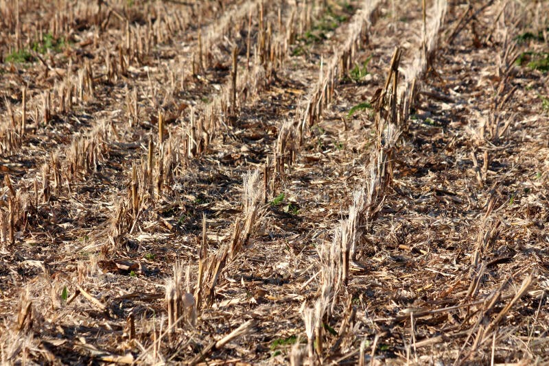 Cornfield Left Full of Dry Husks Mixed with Grass after Harvest on Warm ...