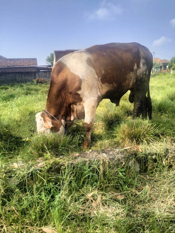 Local Cows are Eating Grass Stock Photo - Image of vilage, grass: 326958512