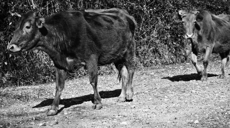 Local Cows in Samegrelo - Georgia Stock Image - Image of georgia, local ...