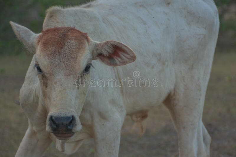 Beautiful local cows stock photo. Image of looking, domestic - 133473478