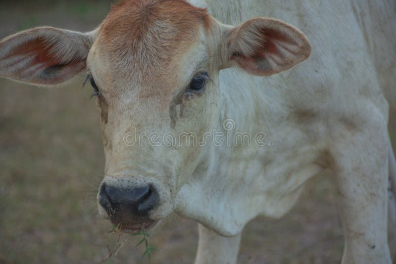 Beautiful local cows stock photo. Image of channel, female - 133473732