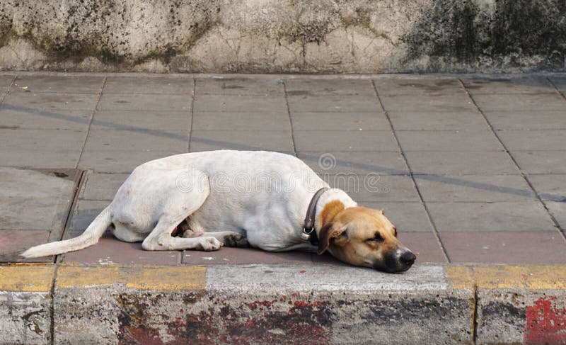 Dog sleep on footpath stock photo. Image of happy, beautiful - 109005480