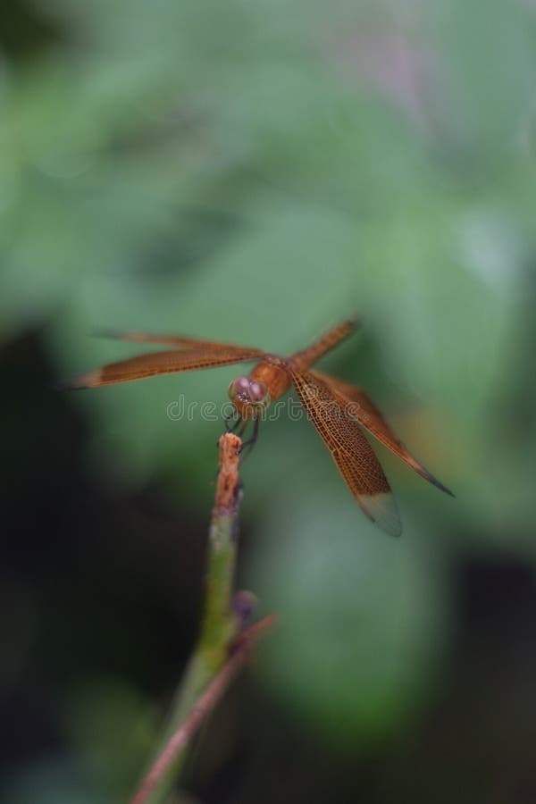 Local Dragonfly Perch on a Branch of the Tree Stock Image - Image of ...