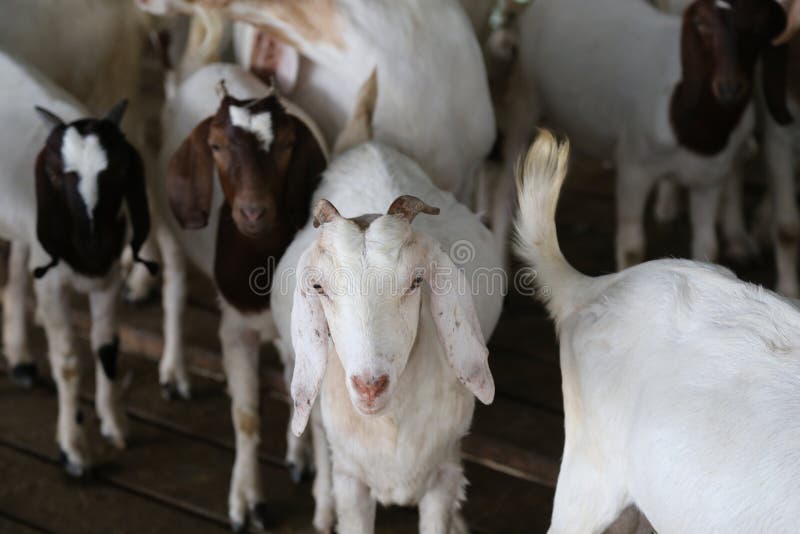 Local Family Goats on the Farm Stock Image - Image of cade, baby: 168905727