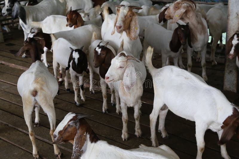 Local Family Goats on the Farm Stock Image - Image of cattle, animal ...