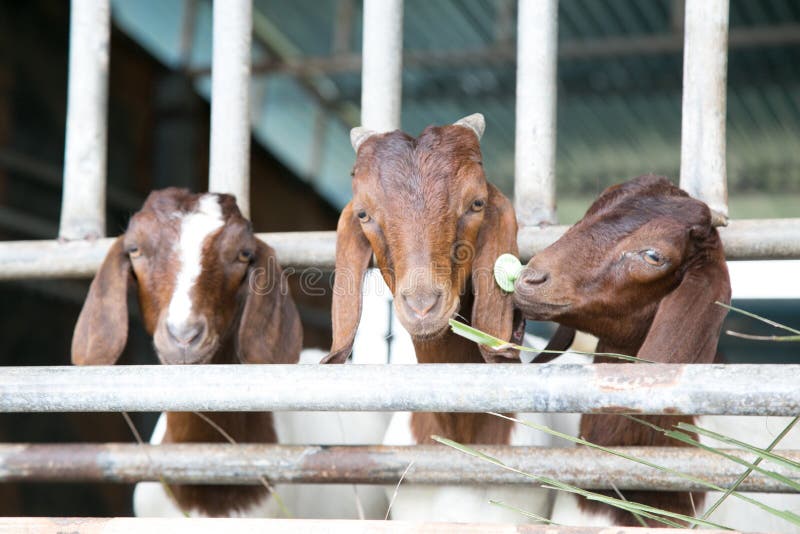 Local Family Goats on the Farm Stock Photo - Image of animals, mammal ...