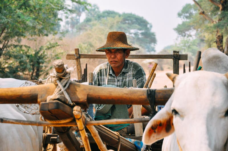 Local farmer in Bagan. editorial stock image. Image of busy - 96889249