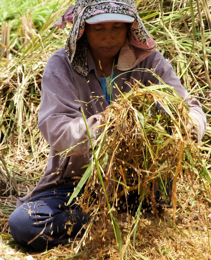 Local Farmer Shakes Plants To Extract Rice Grains Editorial Photography ...