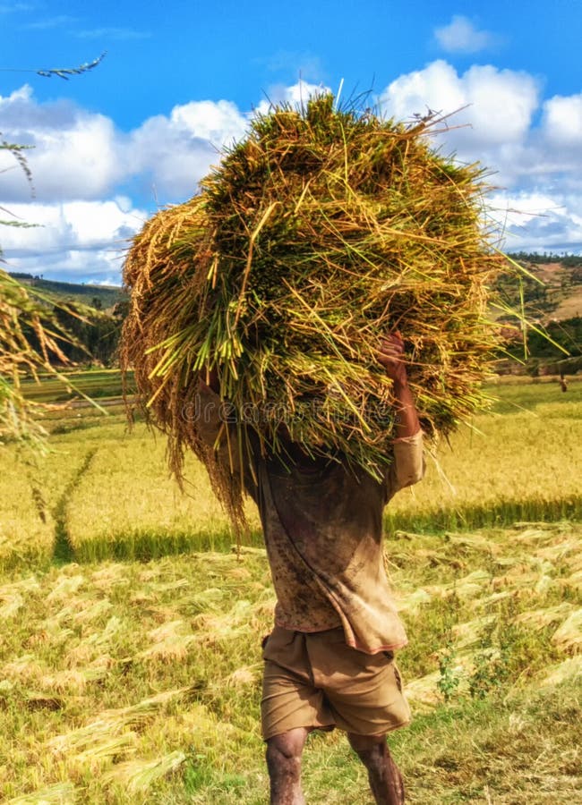Farmers in Madagascar Working in the Rice Fields Editorial Photography ...