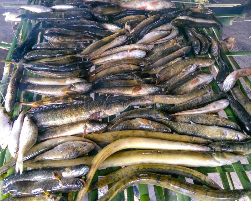 Local fish stock photo. Image of slipperyfish, local - 139531922