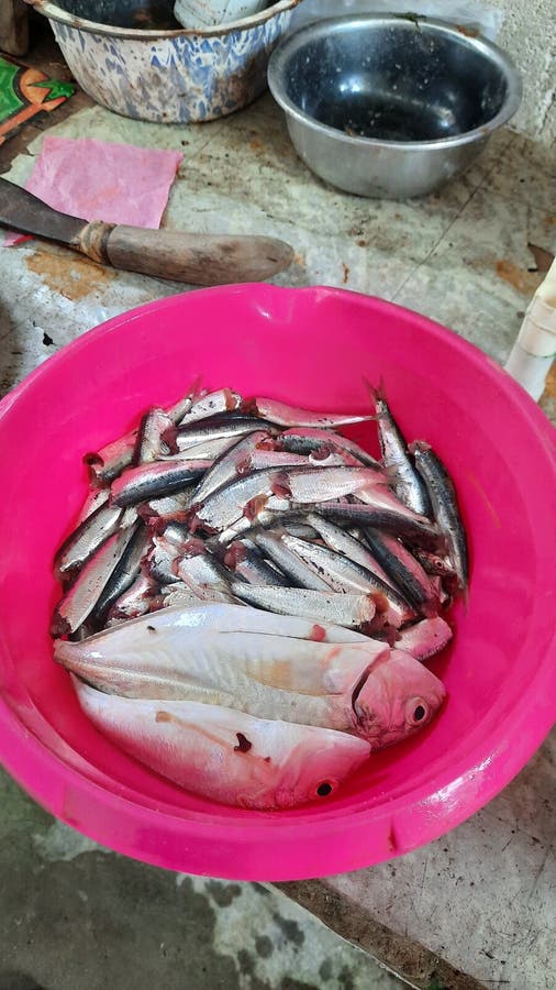 Local Fish is Ready To Cook Stock Image - Image of dish, pink: 264986393