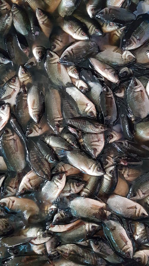 Local Fish Sold in Traditional Markets Stock Photo - Image of ...