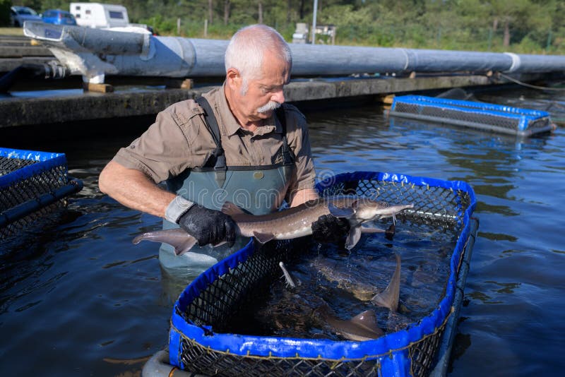 Local Fisherman Catching Fish Stock Photo - Image of calloused, senior ...