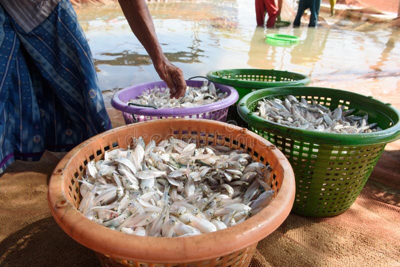 Local fishing stock photo. Image of local, nets, underwater - 91697666