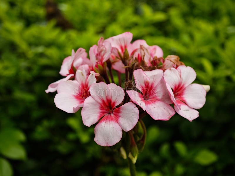 Localflower Stock Photos - Free & Royalty-Free Stock Photos from Dreamstime