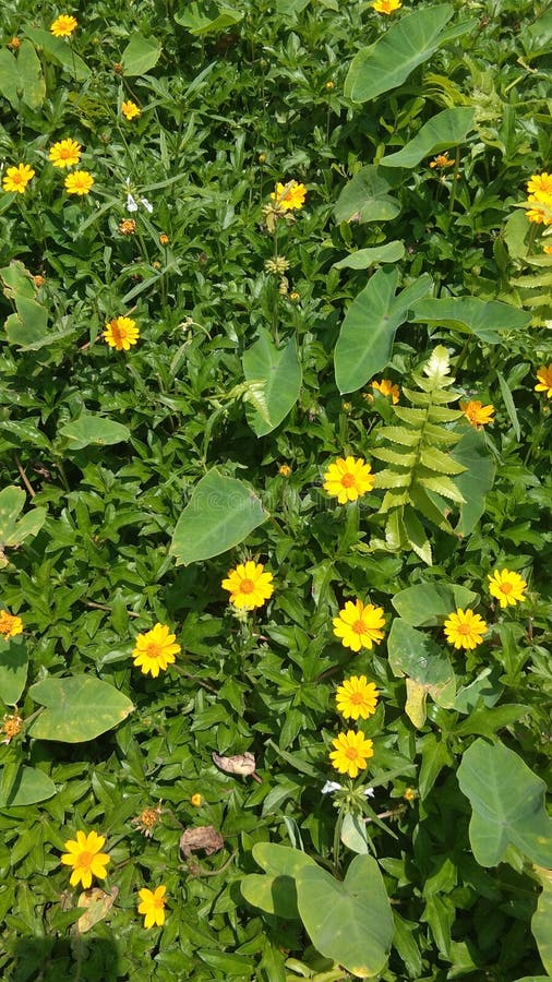 Local flower stock photo. Image of click, local, flower - 122492906