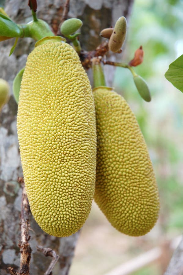 Local fruit stock photo. Image of fruit, malay, small - 13522668