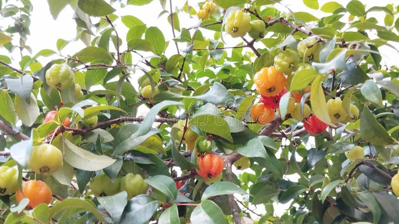 Local Fruit Daruan Stock Photos - Free & Royalty-Free Stock Photos from ...