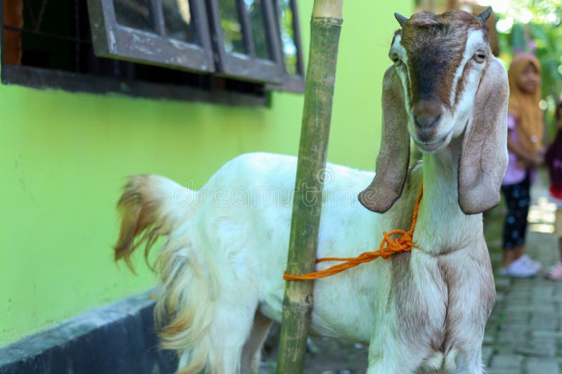 Local goat stock image. Image of pasture, brown, domestic - 279073733