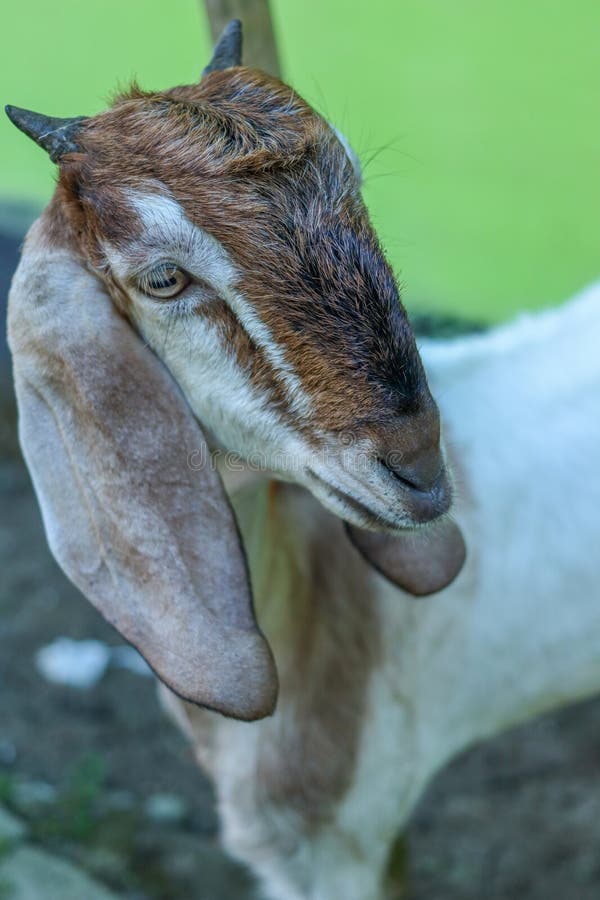 Local goat stock photo. Image of asia, countryside, food - 279073752